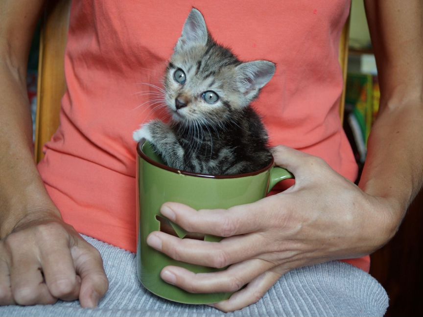 Котёнок мальчик