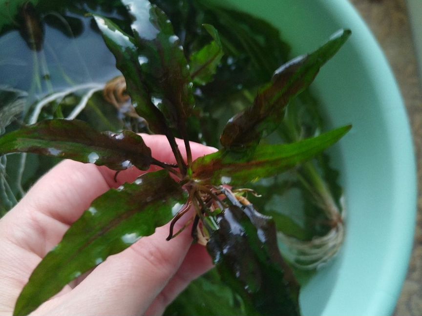 Аквариумные растения