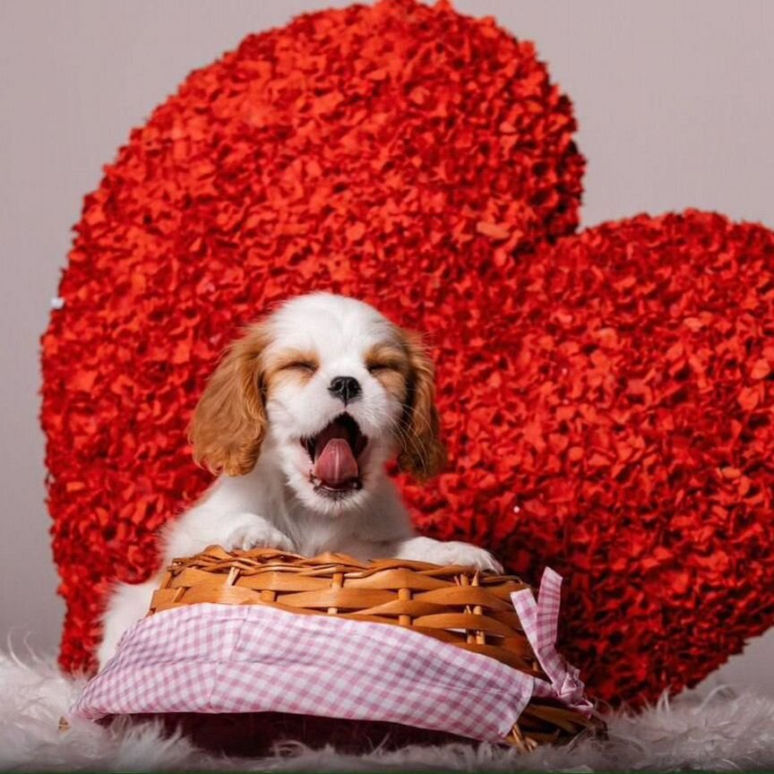 Кавалер кинг чарльз спаниель