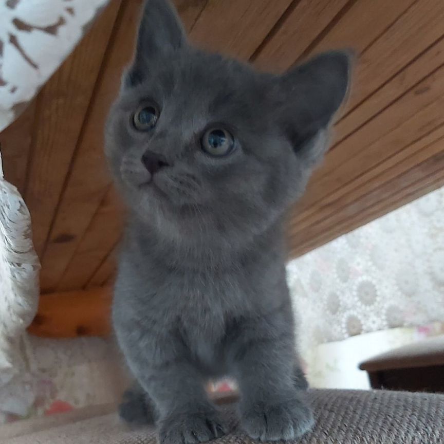 Русский голубой котёнок