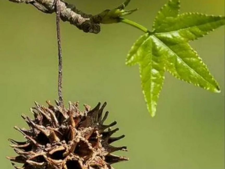 Шишки Амбрового дерева для аквариума