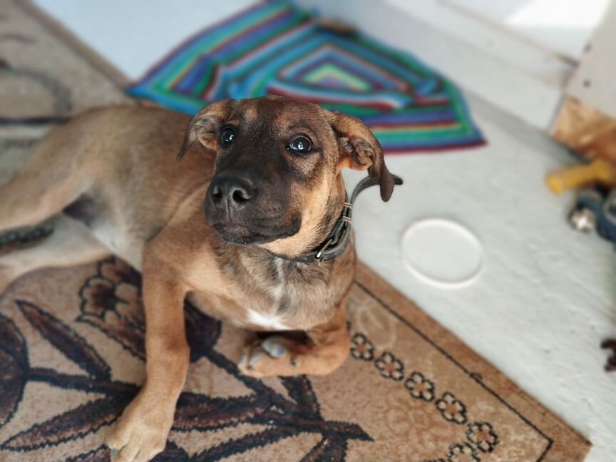 Подарю щенка стаффа