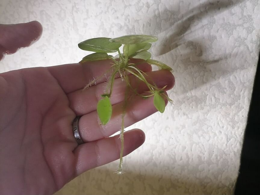 Лимнобиум продажа/обмен