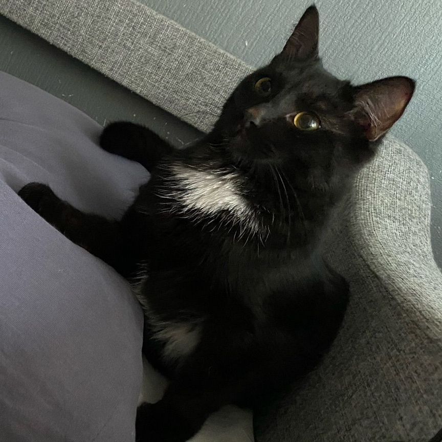 Отдам кота в хорошие руки