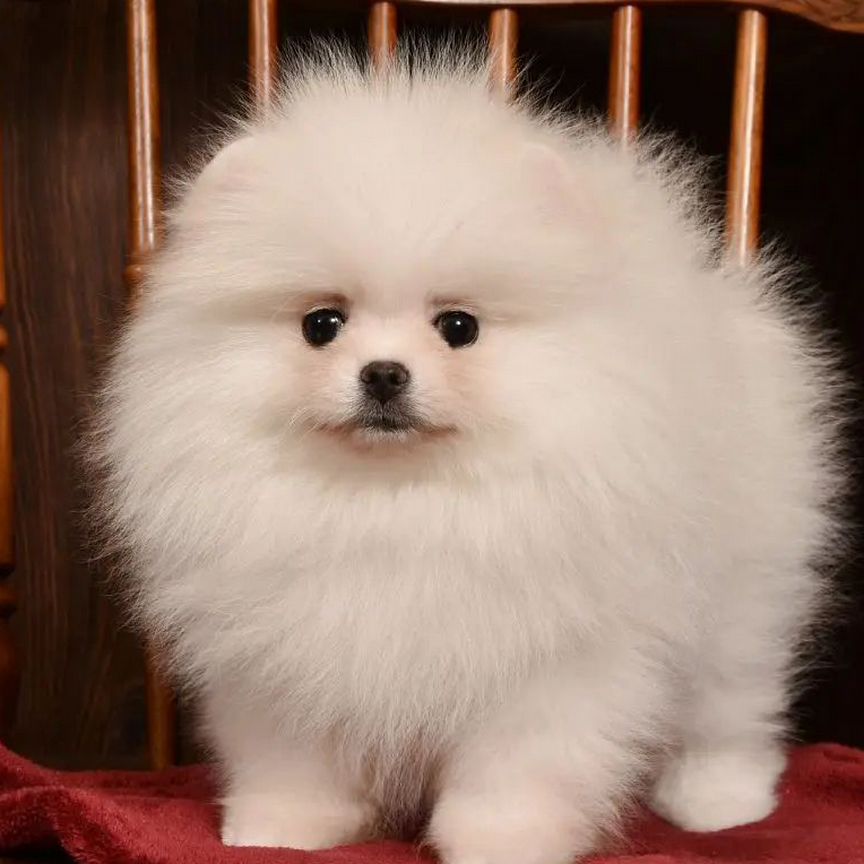 Померанский шпиц, щенок