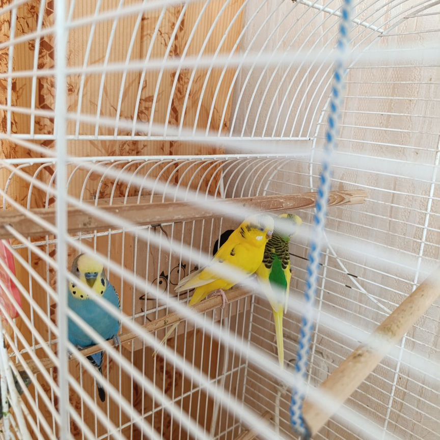 Волнистый попугай