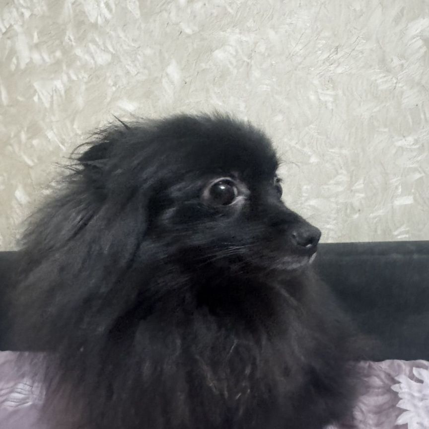 Померанский шпиц, взрослая собака