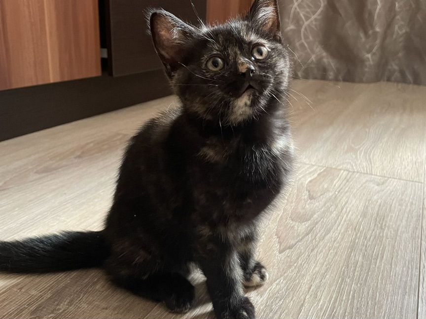 Шотладские котята