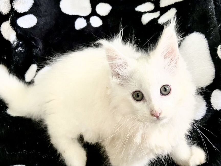 Котята от мейн-кунов
