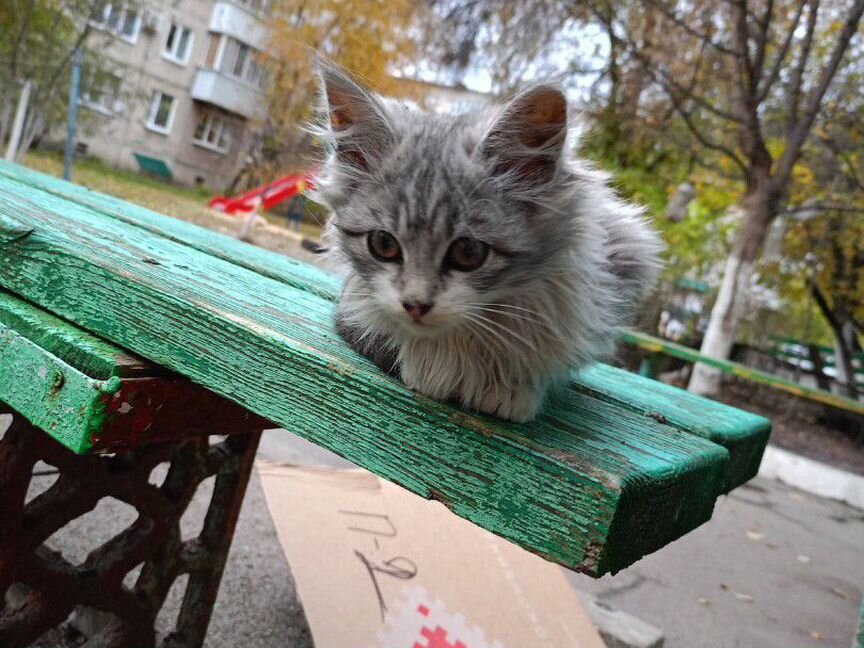 Котята-смертники