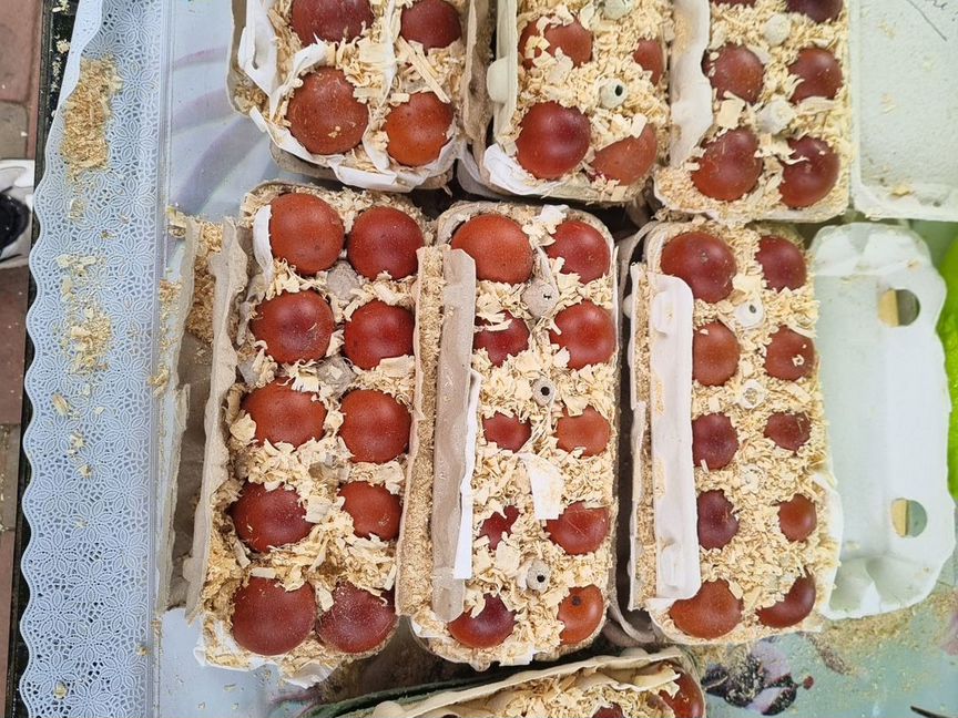 Инкубационное яйцо и цыплята.Араукан,маран и т.д