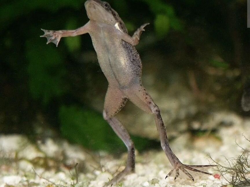 Лягушка, неон, криветка каридорус