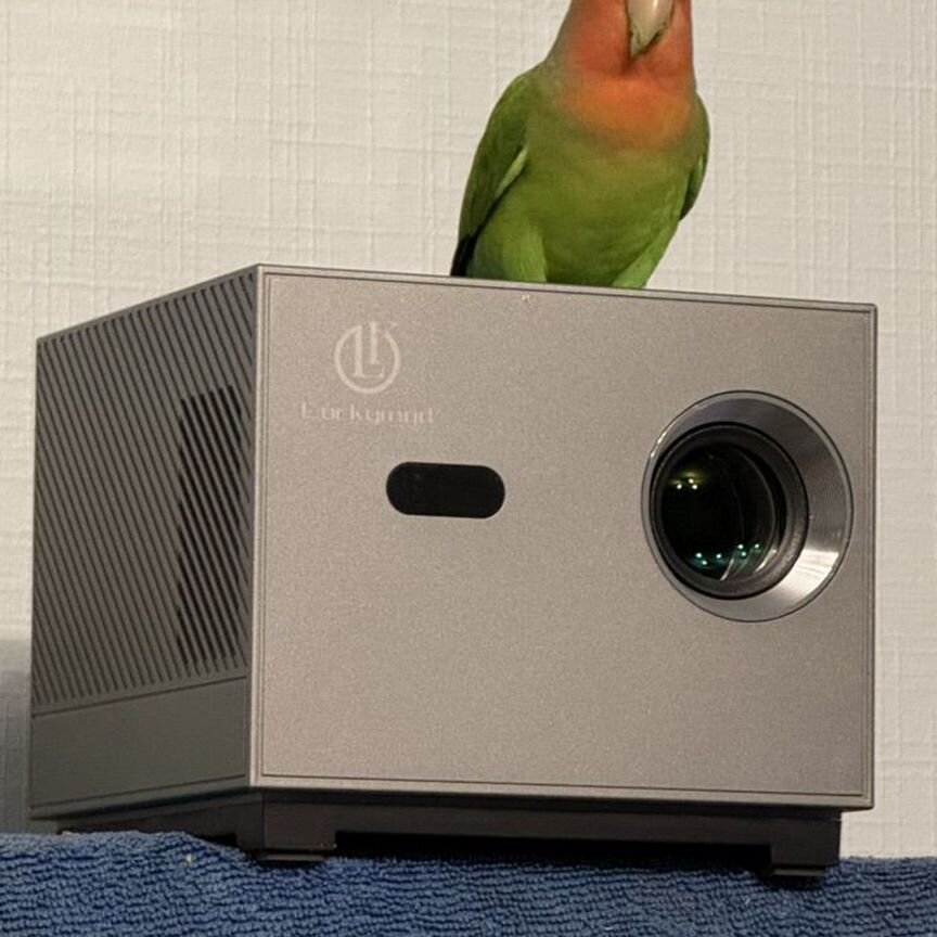 Попугай неразлучники без к