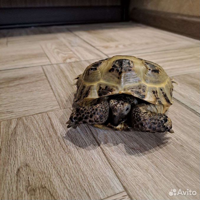 Сухопутная черепашка