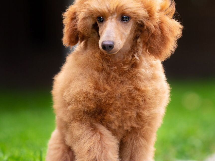 Карликовый пудель