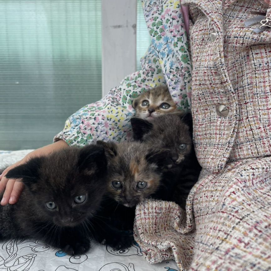 Котята в добрые руки