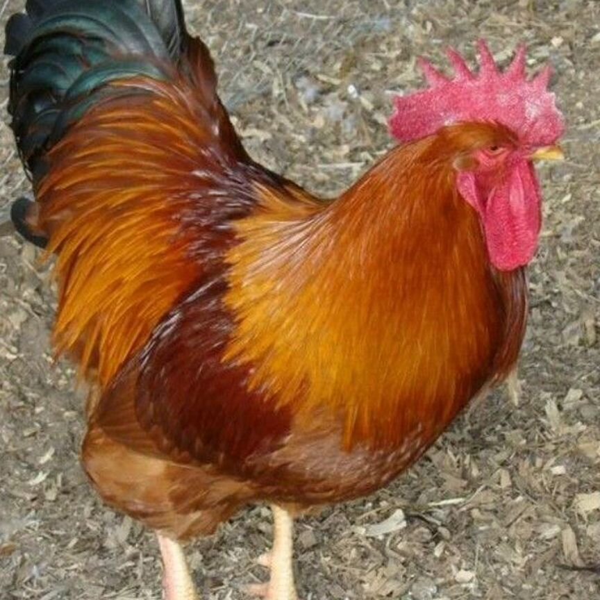 Петух кучинский