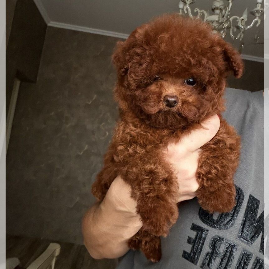 Той-пудель, щенок