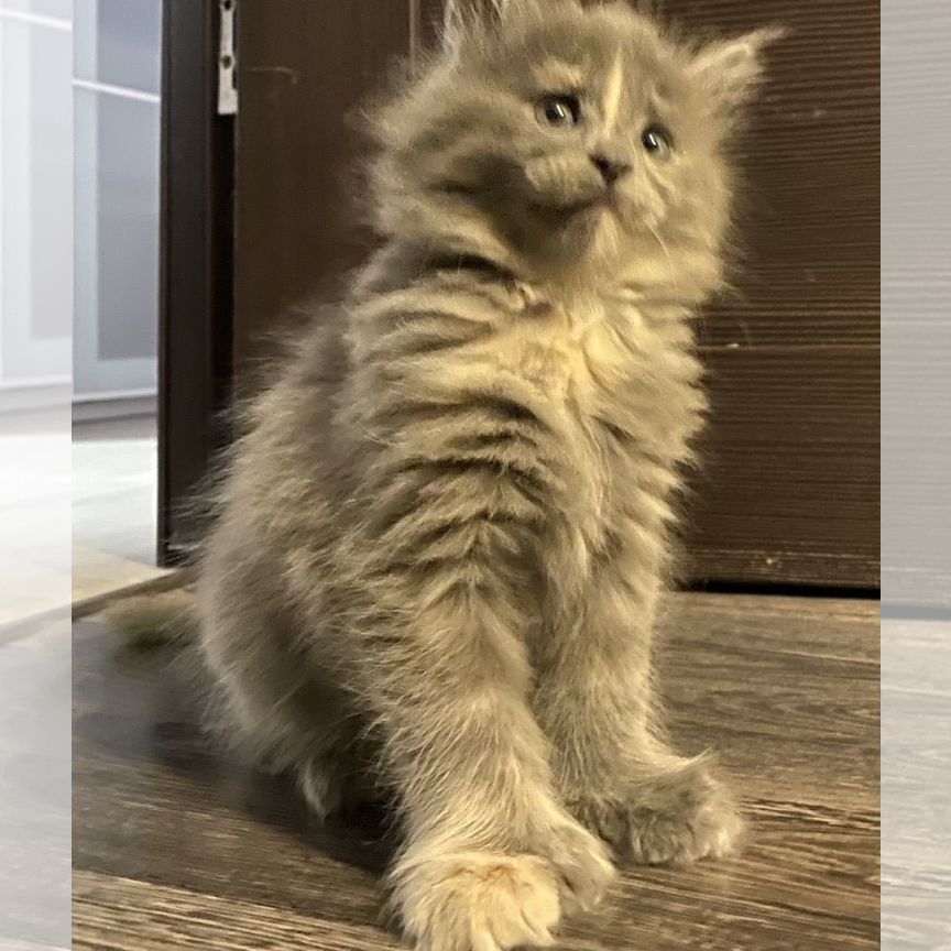 Мейн-кун котёнок