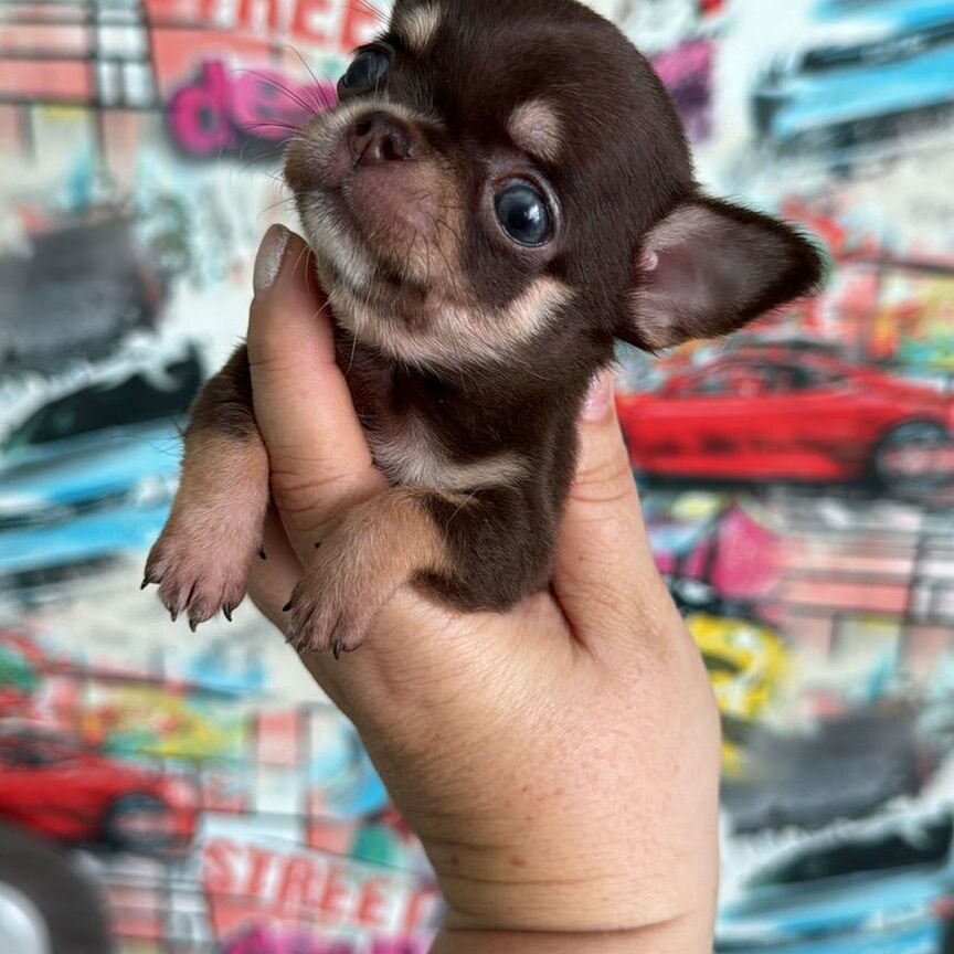 Чихуахуа мини с документами РКФ