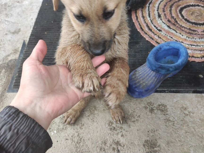 Собакены выкидыши