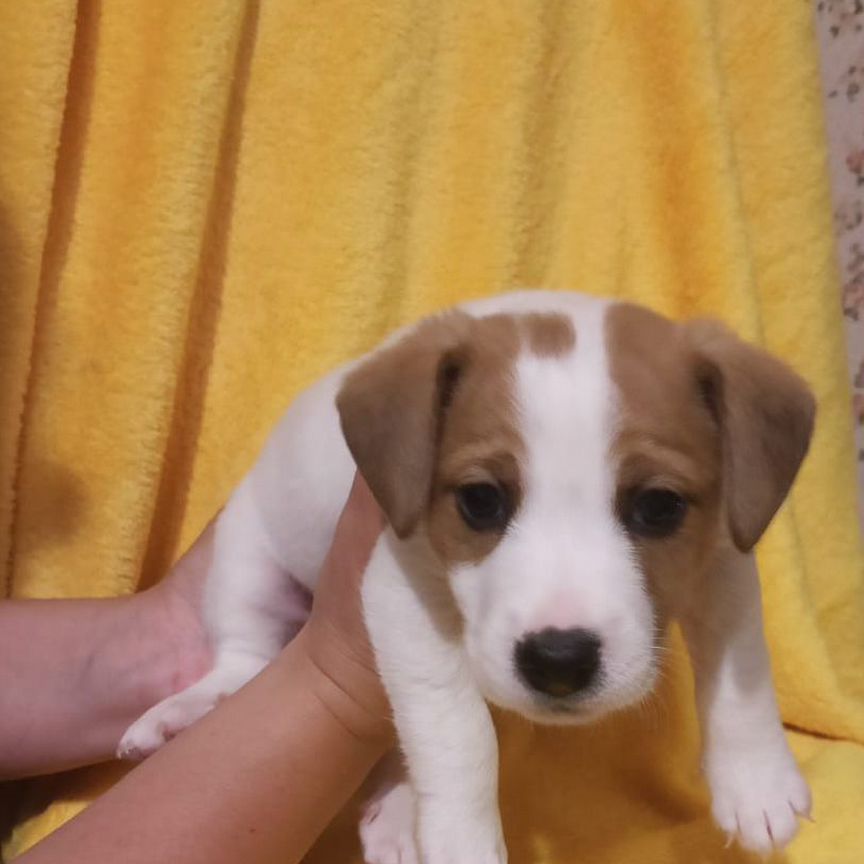 Щенки Джек Рассел терьер