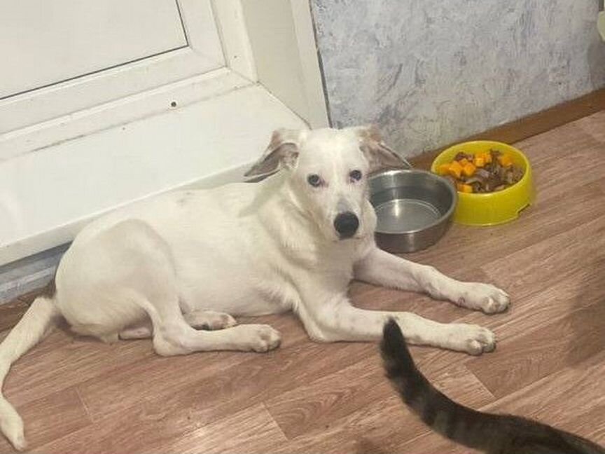 Собака в добрые руки отдам бесплатно