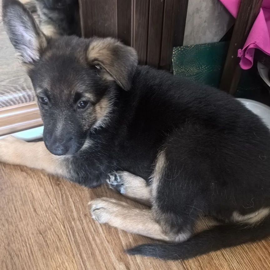 Немецкая овчарка, щенок