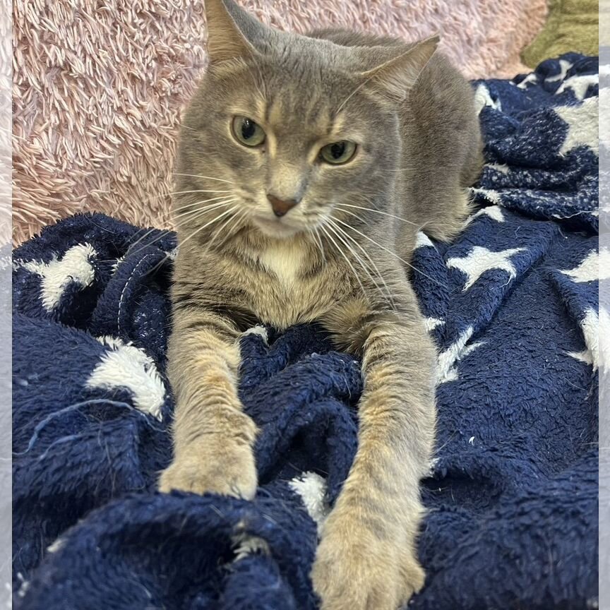 Взрослый кот в добрые руки