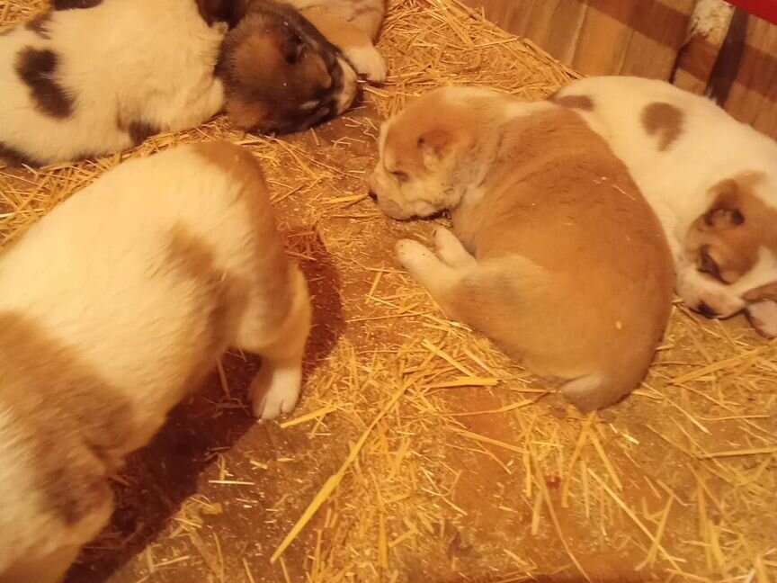 Продаются щенки Алабая