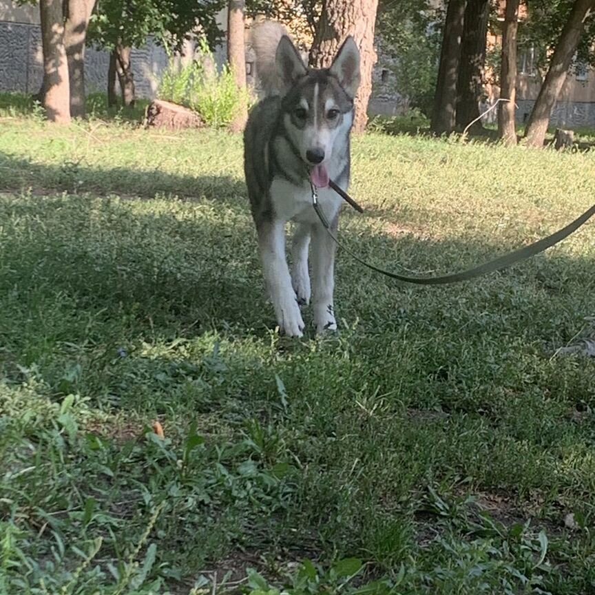 Отдам добрые руки хаски 5 месяцев