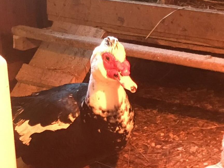 Индоутки и селезень