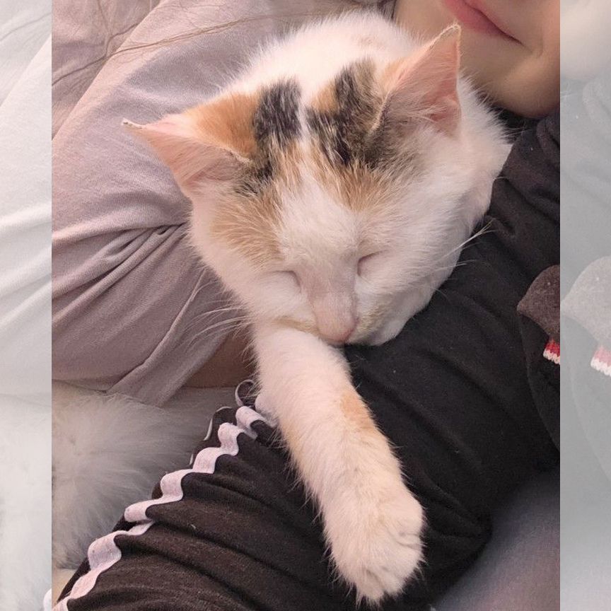 Взрослая, кошка в добрые руки