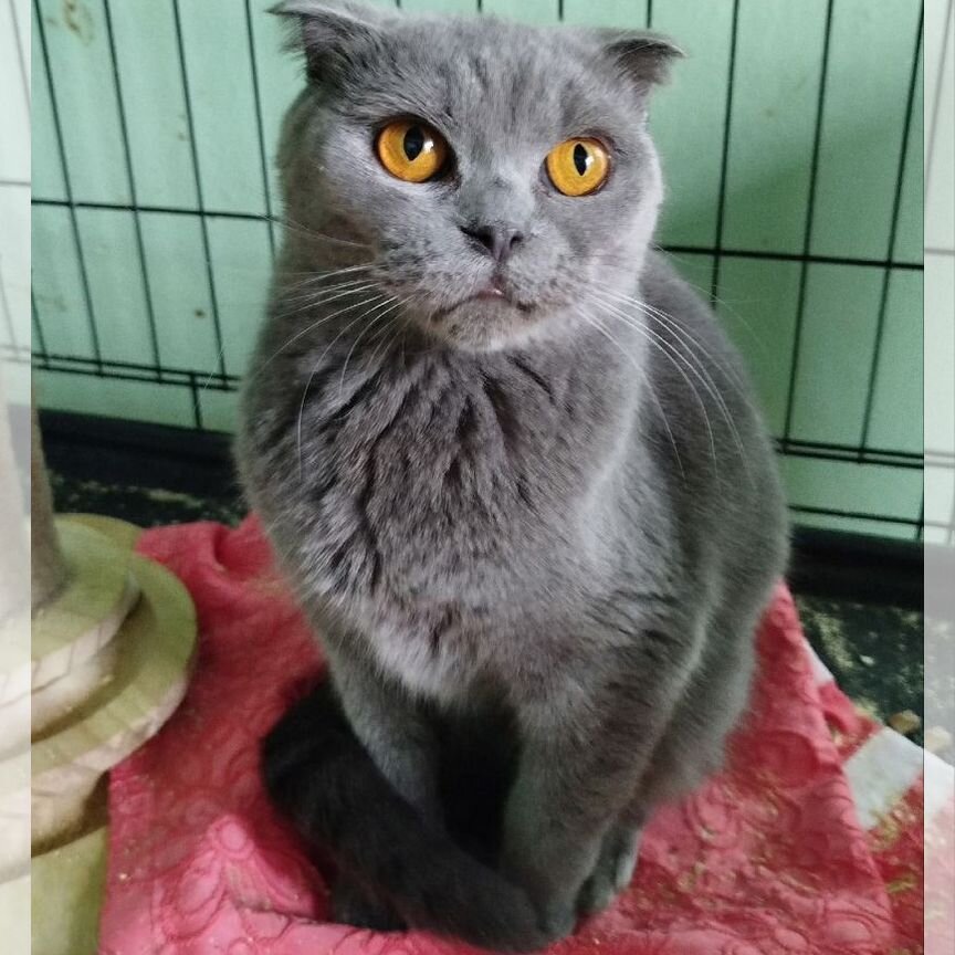 Шотландская вислоухая короткошёрстная, взрослая кошка