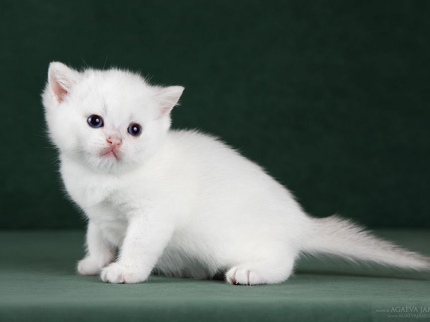 Мальчик серебристая шиншилла колор поинт