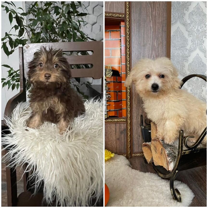 Мальтипу в добрые руки