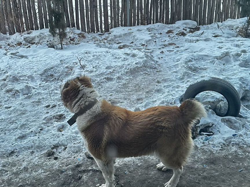 Среднеазиатская овчарка алабай