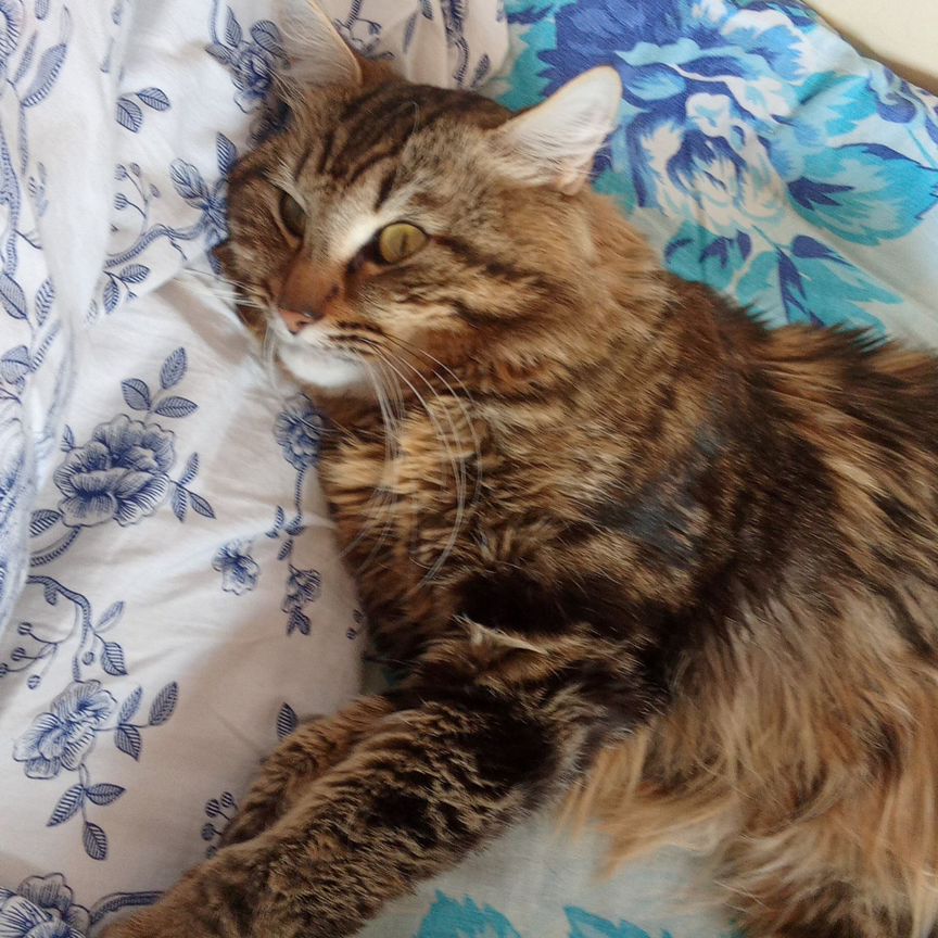 Кот Вася