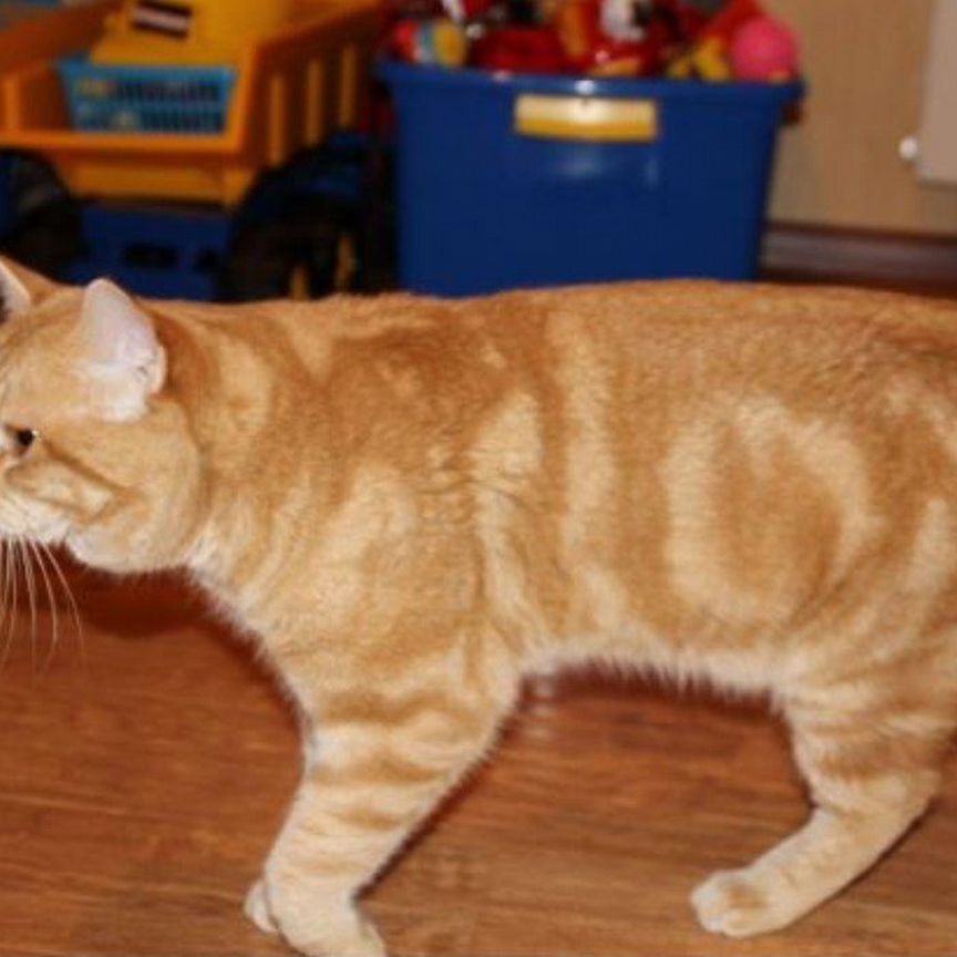 Кот Рыжий Петушок