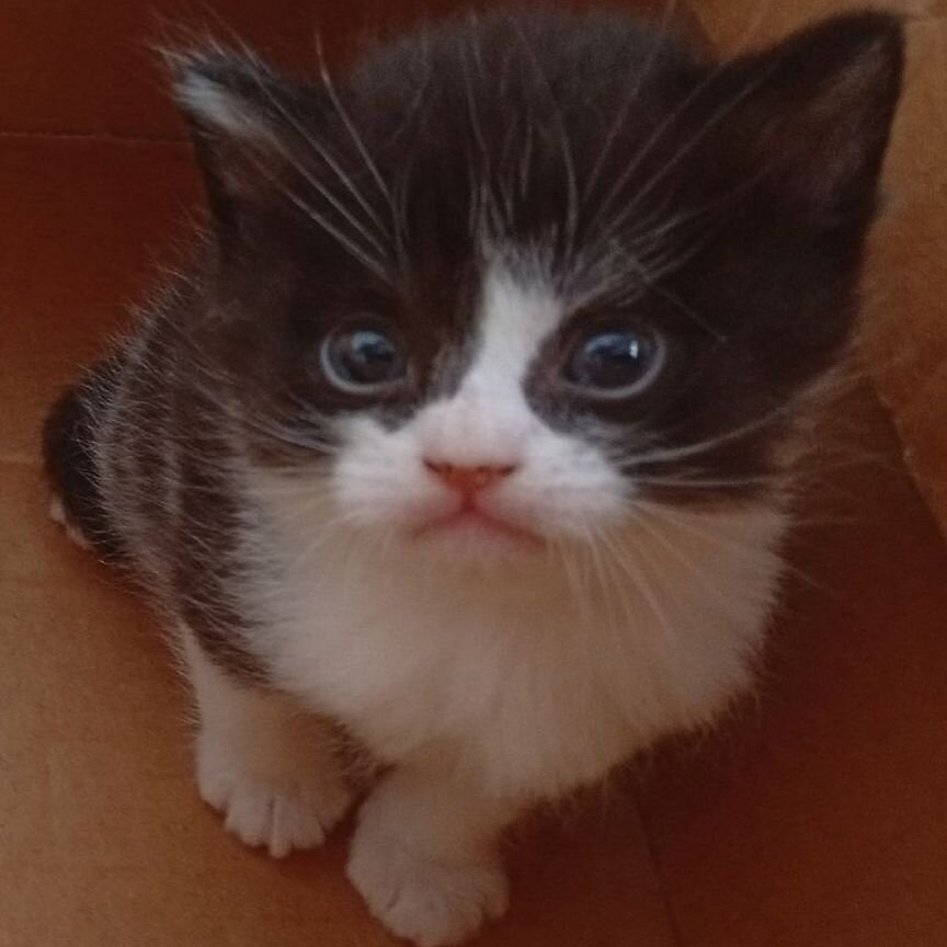 Котёнок в добрые руки