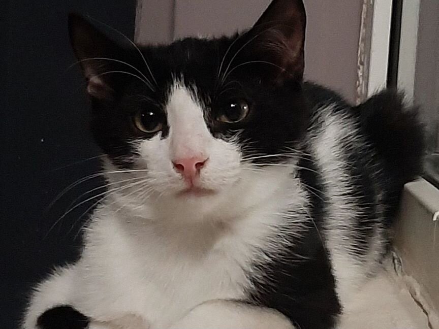 Котенок в добрые руки