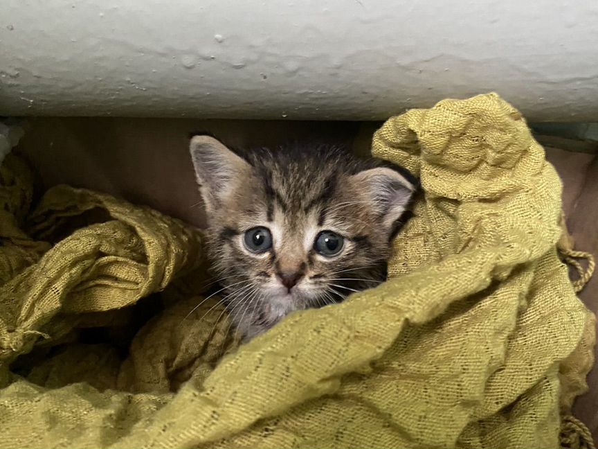 Малыш Крепыш ищет дом