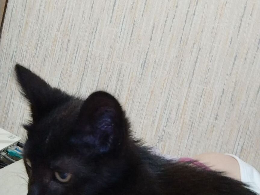 Кошки в добрые руки бесплатно