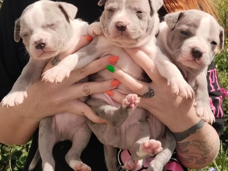 Американский булли Серебро