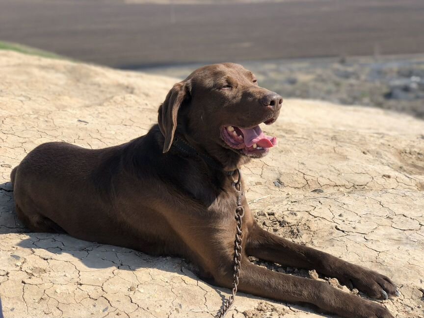 Лабрадор ретривер