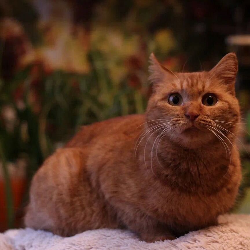 Рыжая кошка девочка