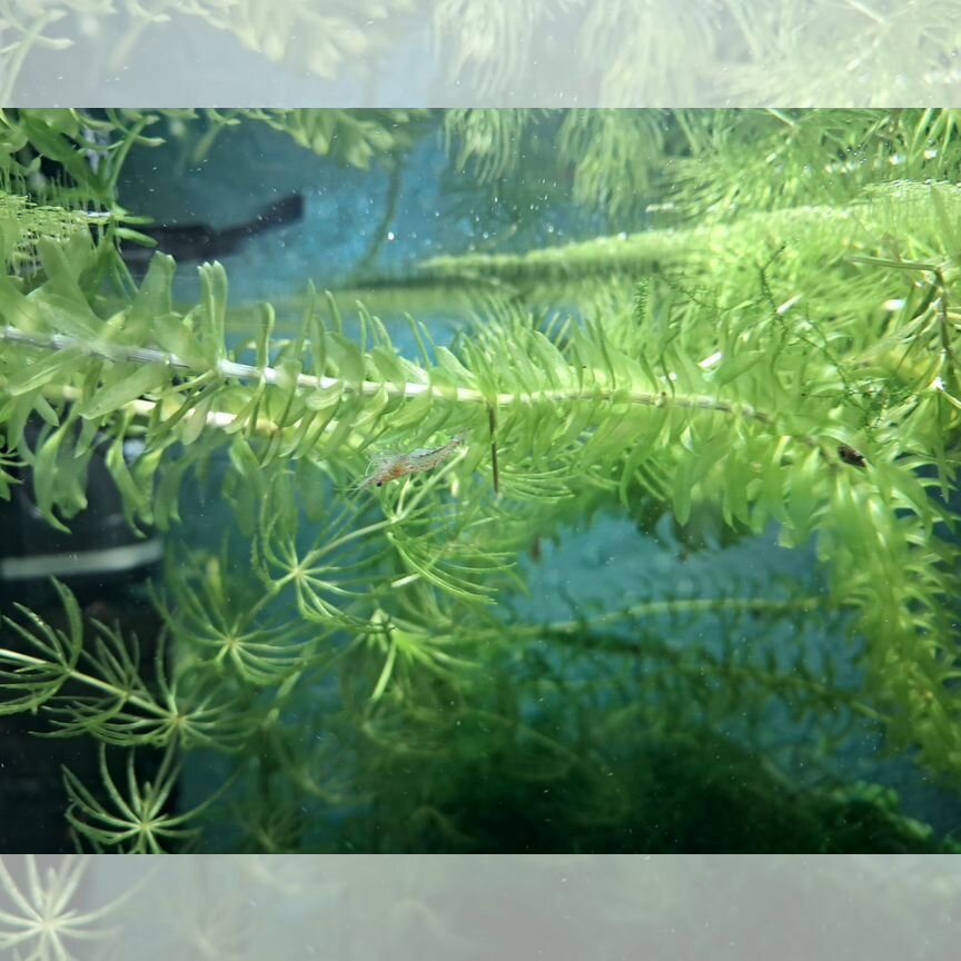 Аквариумные растения элодея и наяс