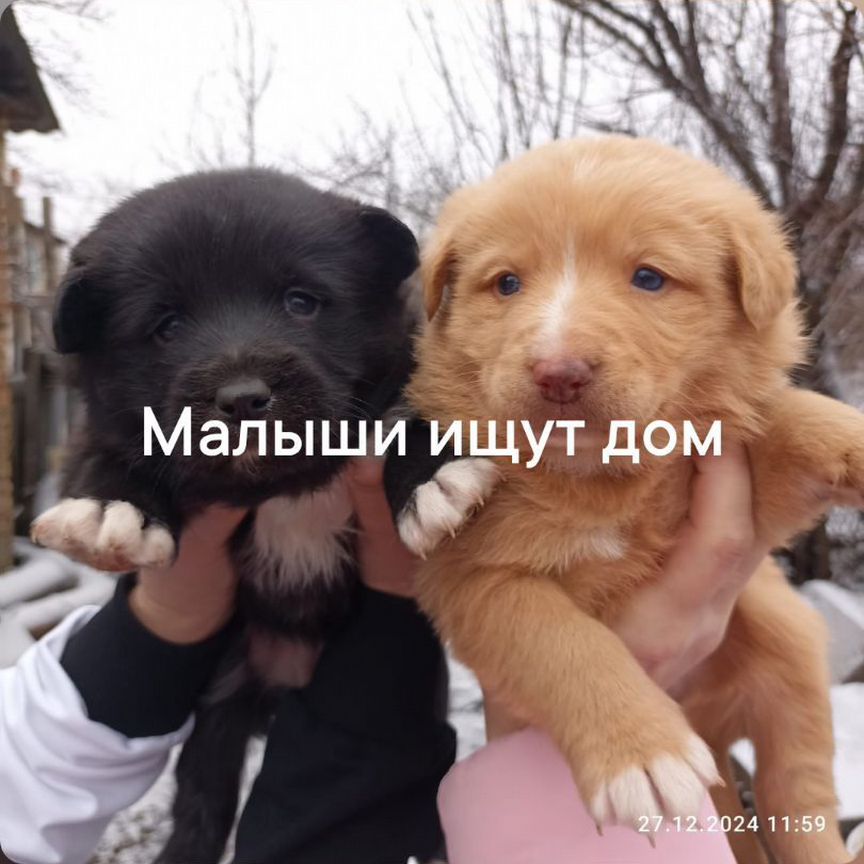 Малыши ищут дом