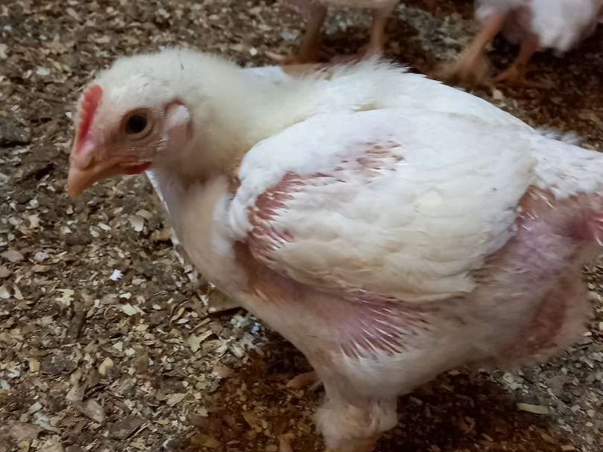 Цыплята бройлеры кобб 500 (Словения)