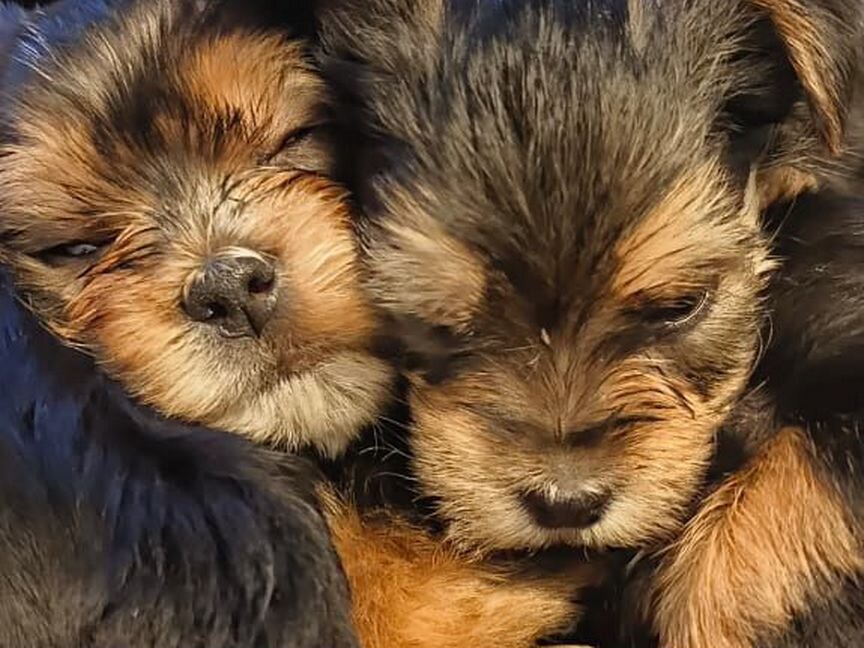 Йоркширский терьер щенки